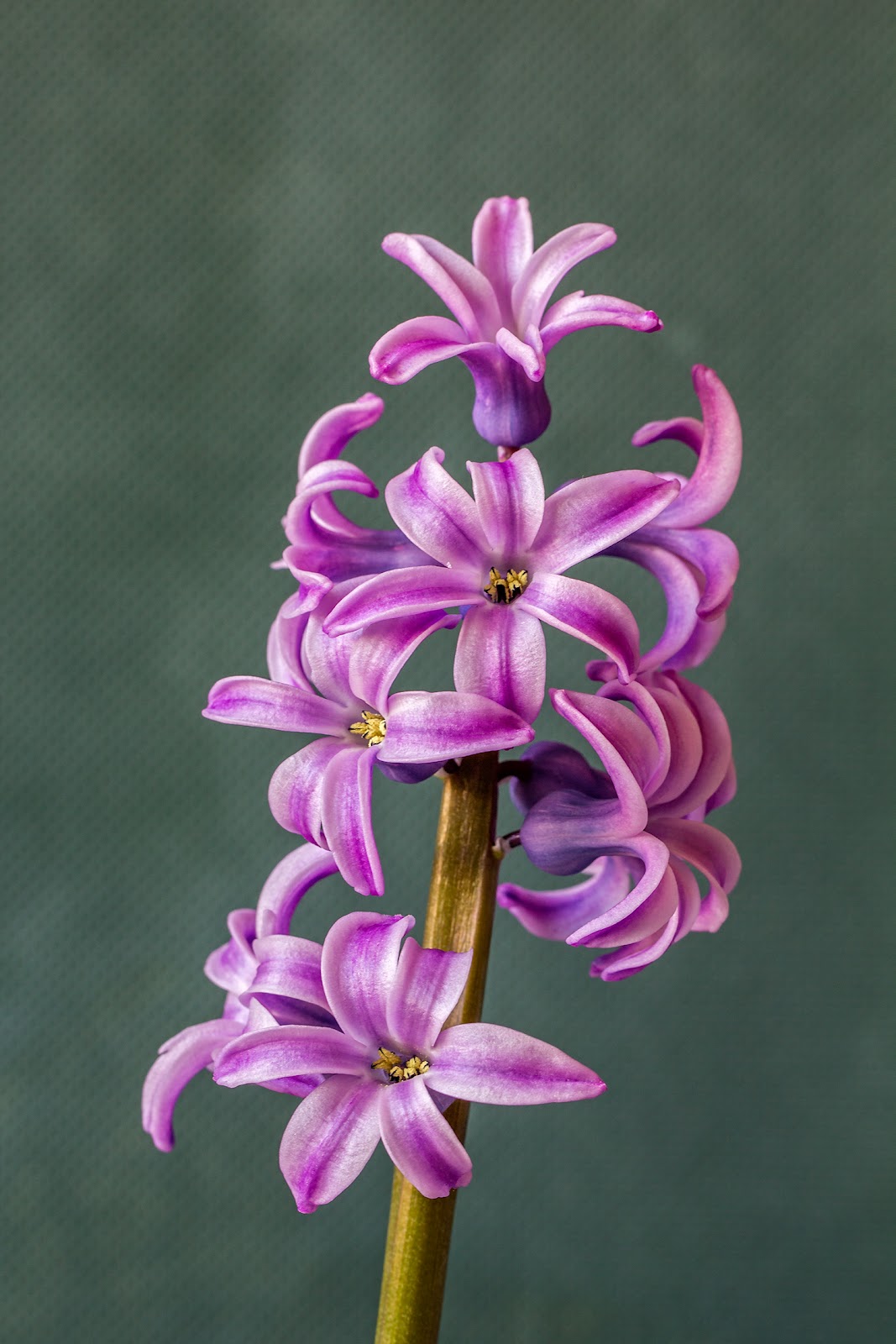 FOTOGRAFÍAS DE NATURALEZA: Jacintos