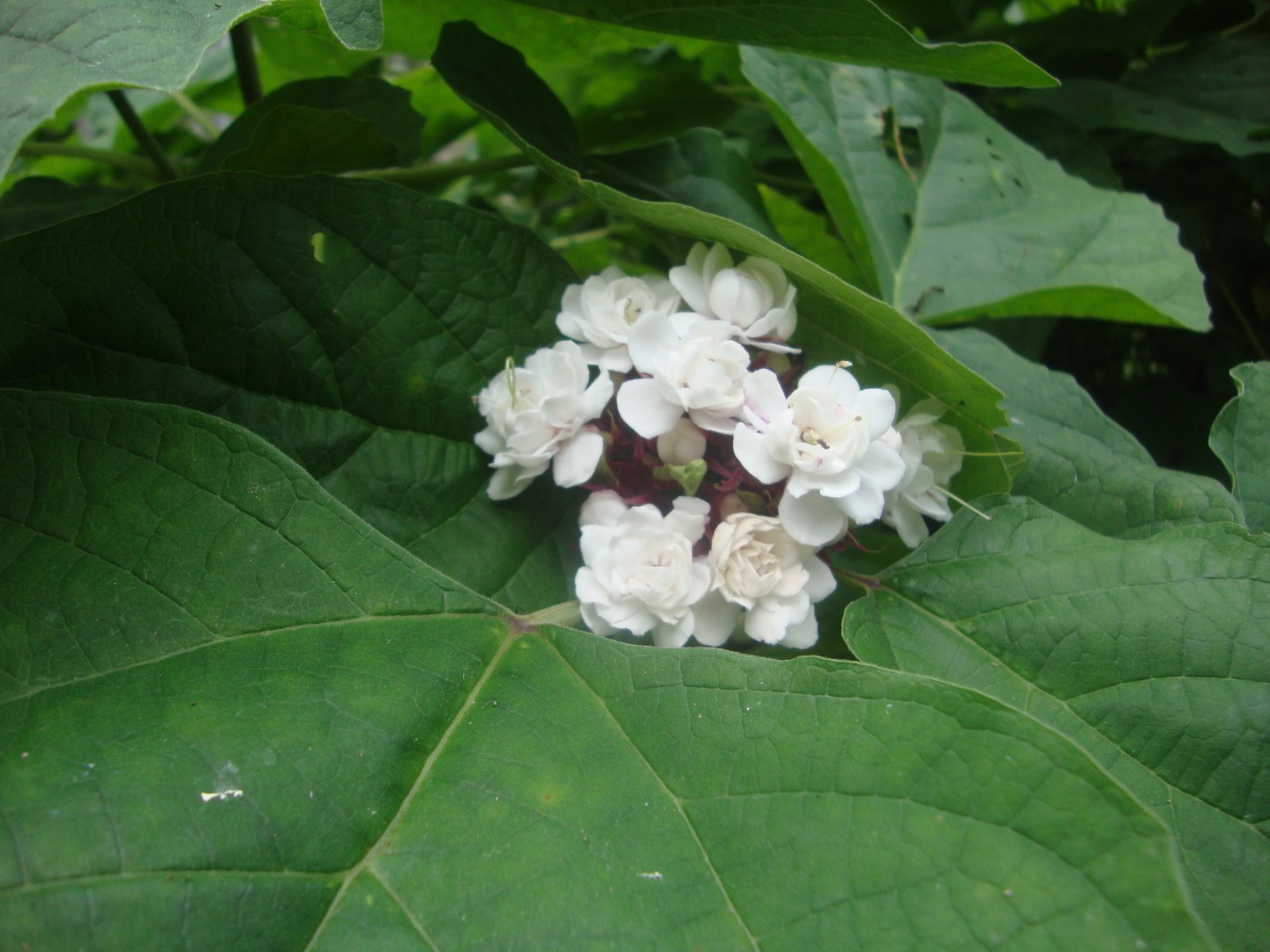 Climber & Explorer: Flora at Renuka