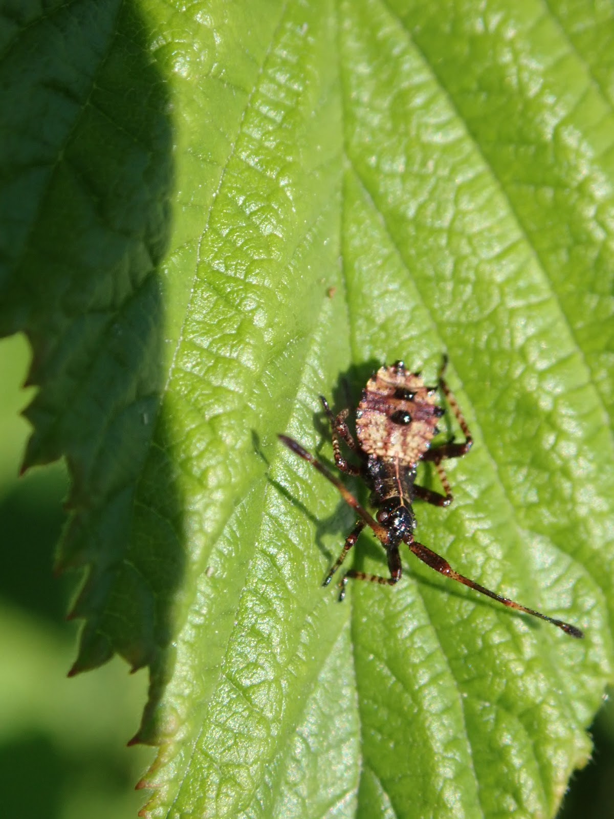 THE LAST VISIBLE DOG: Insects of Central Sweden - the first day