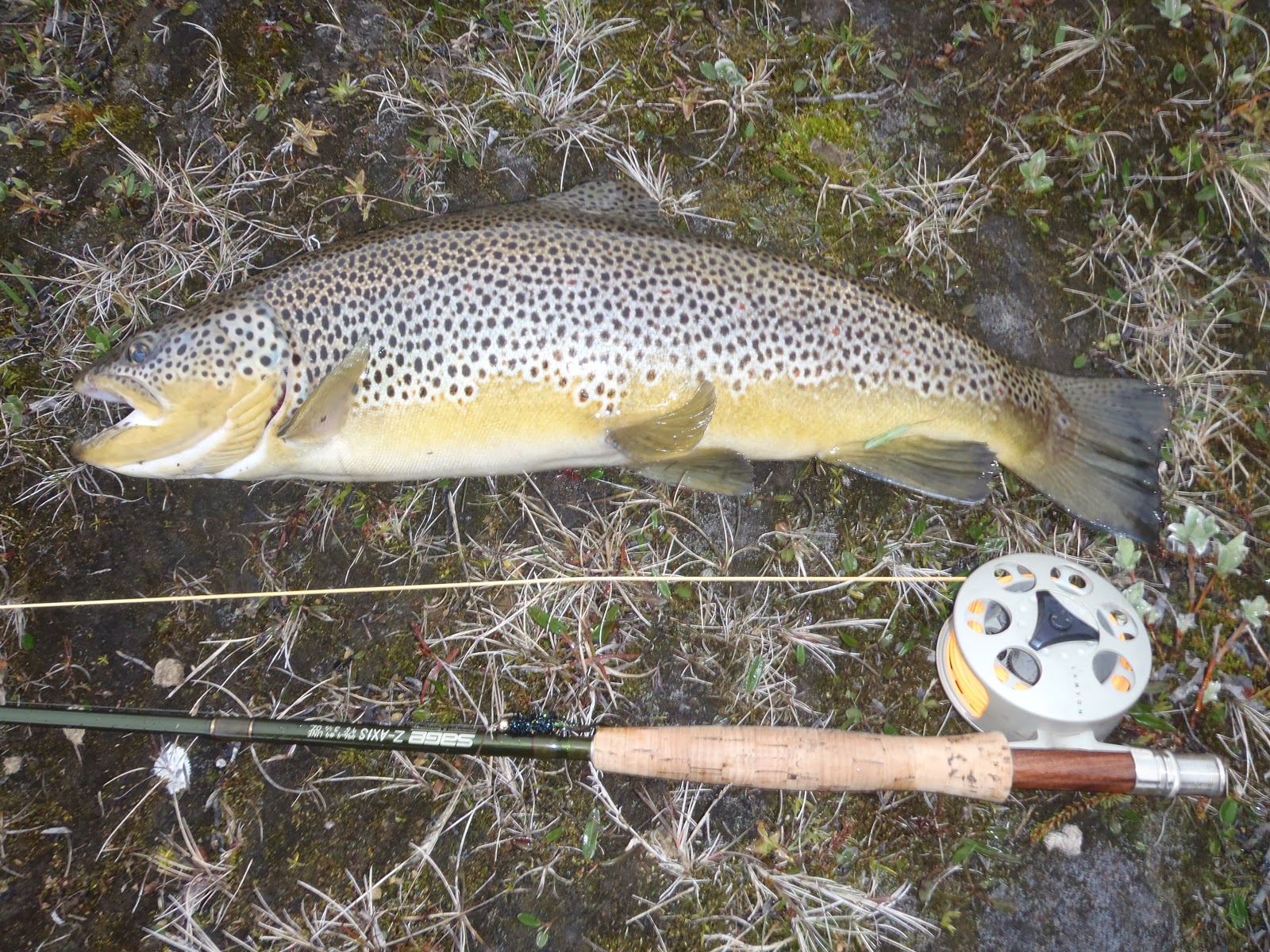 TETECONMOSCA: capturas