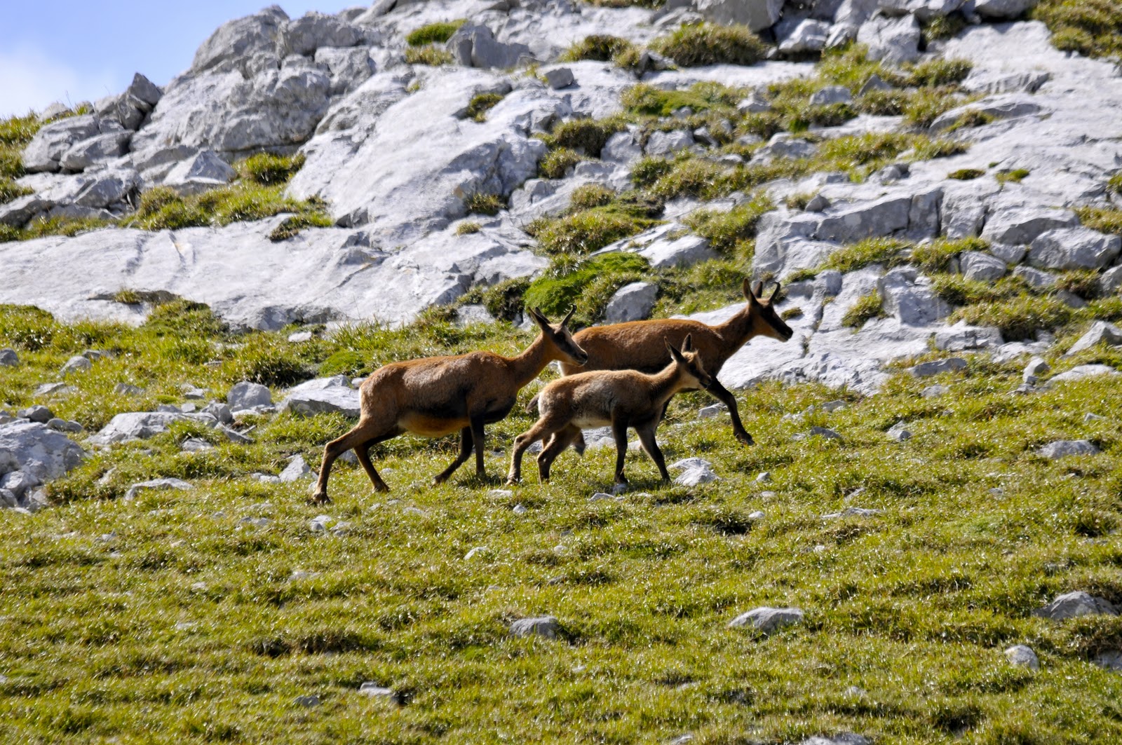 EL NIDO DEL XUAN: EL REBECO (Rupicabra rupicabra)