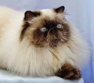 Persa colorpoint chocolate