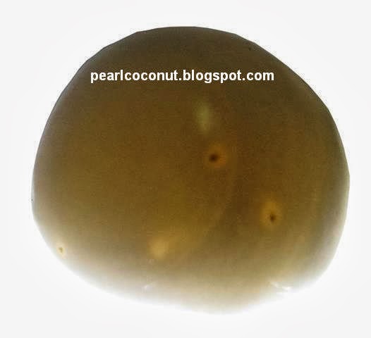 Coconut Pearl Buntat Kelapa : Pearl Coconut / Kelapa Buntat