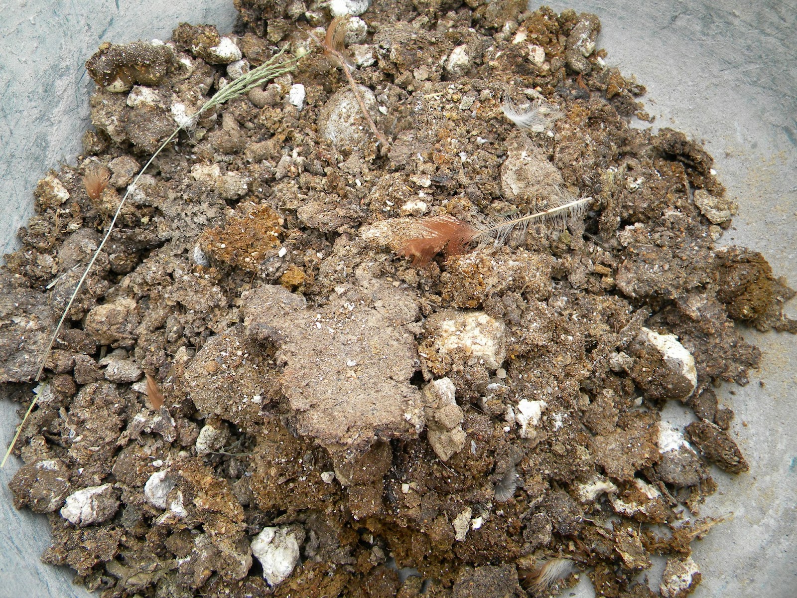 El Huerto de Tatay: aprovechando la gallinaza