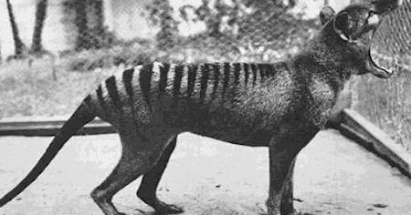 The Presurfer: The Last Thylacine