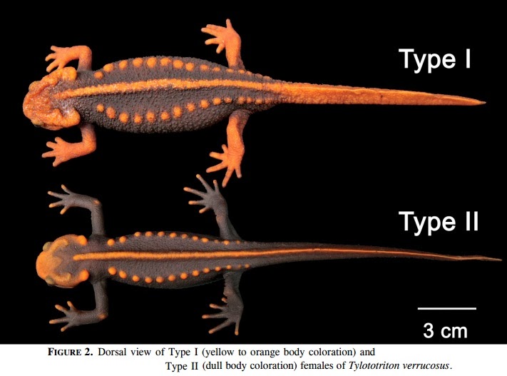 Species New to Science: [Herpetology • 2013] Tylototriton uyenoi & T ...