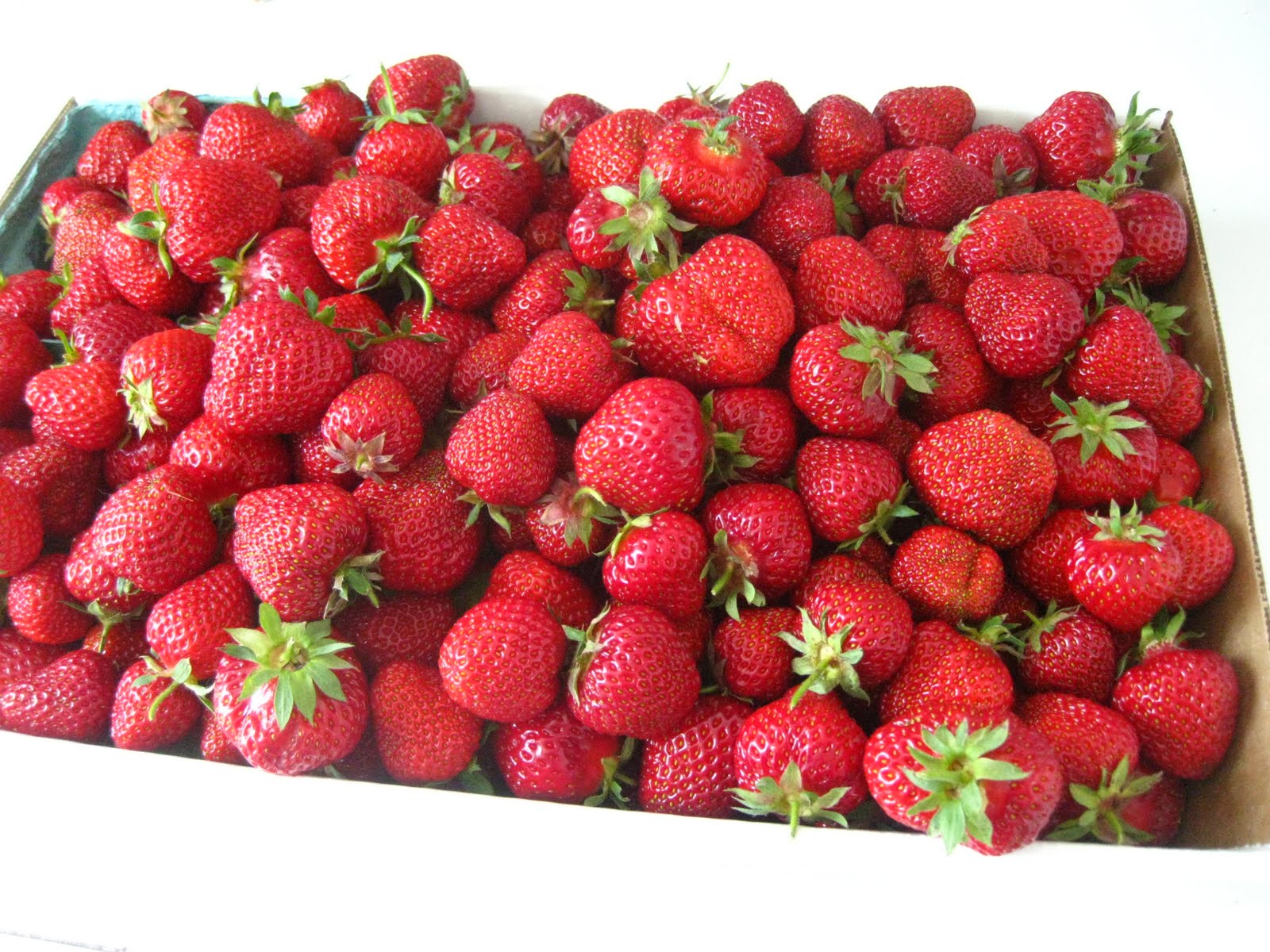 The Blueberry Files: July 2011