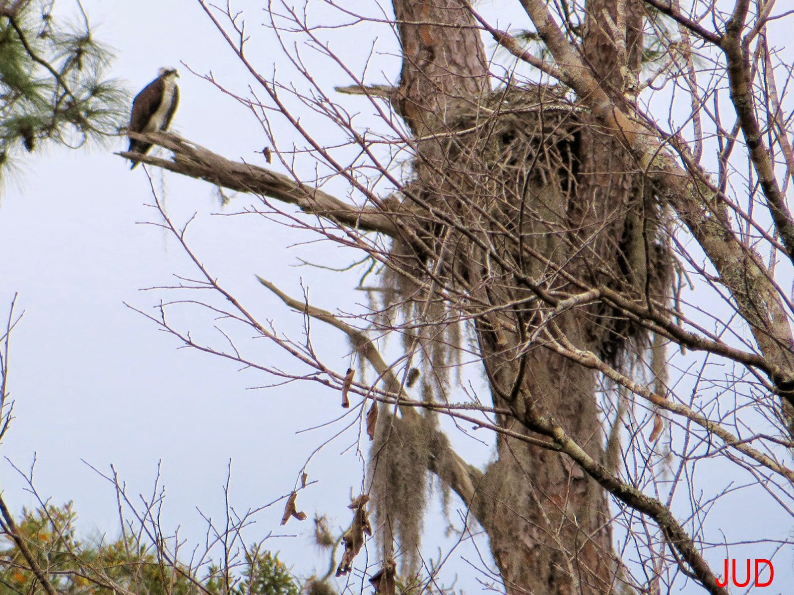 The Continuing Adventures of Jud