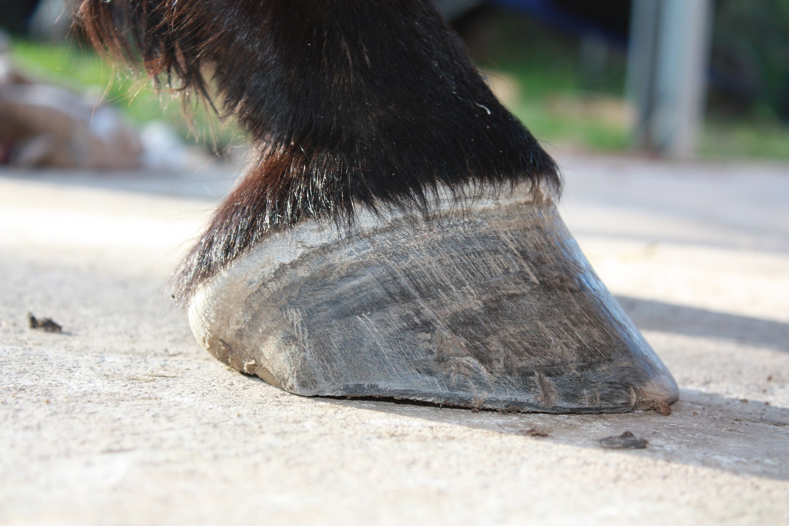 The Glorious Hoof: Adventures with Hoof Casts