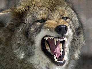 THE COYOTE - Canis latrans |The Garden of Eaden