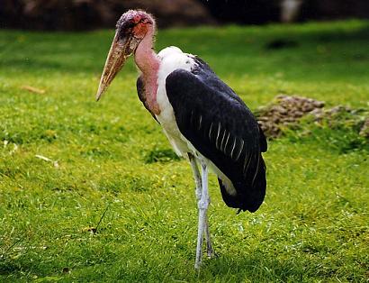 Universo Animal: Curiosidades sobre los marabúes