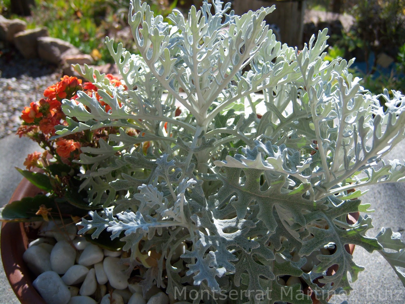 Plantas de hojas color GLAUCO y la Leyenda de GLAUCO - BOTÀNIC SERRAT