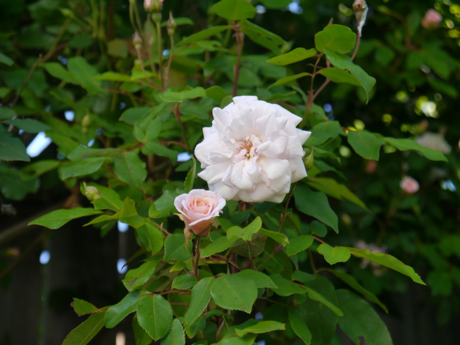 The Gleewoman's Notes: A New Cabin in the Fir-Woods, a Little Mole, the ...