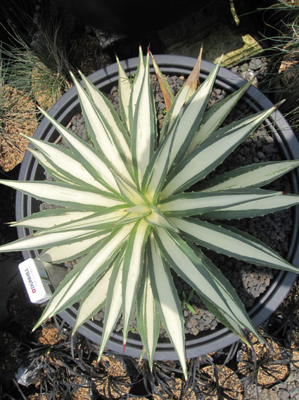 Koleksi Bunga Agave ~ Rumah Agave