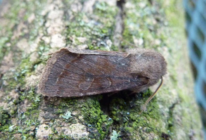 Green Drab Moth - Insects World