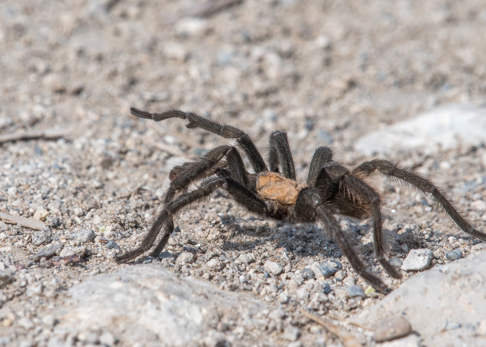 NeoVista Birds and Wildlife: Topped Off With a Tarantula