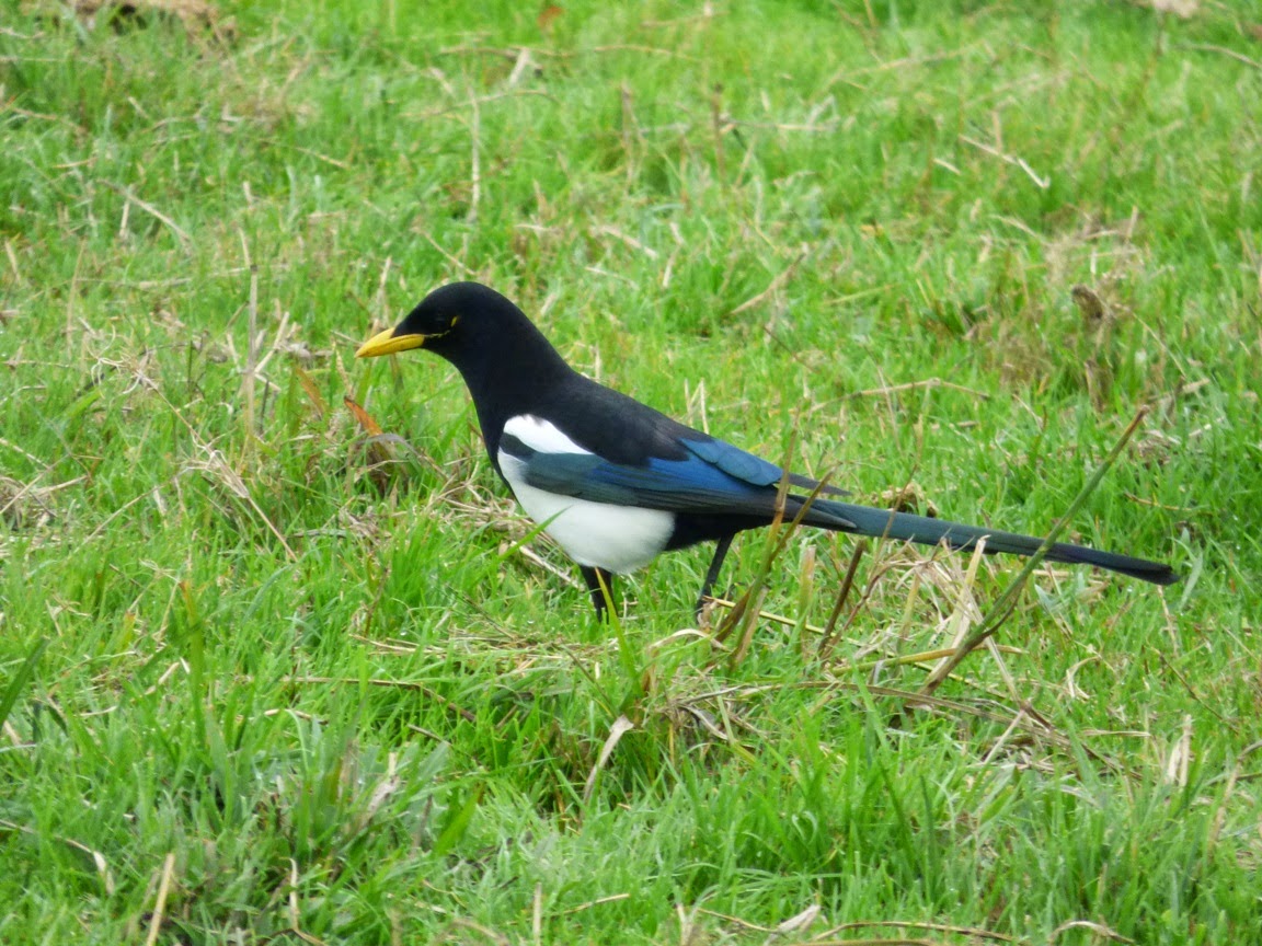 Geotripper: A Scarred and Beaten Ecosystem Persists: The Native Species ...