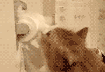 the best gifs for me: cat gifs