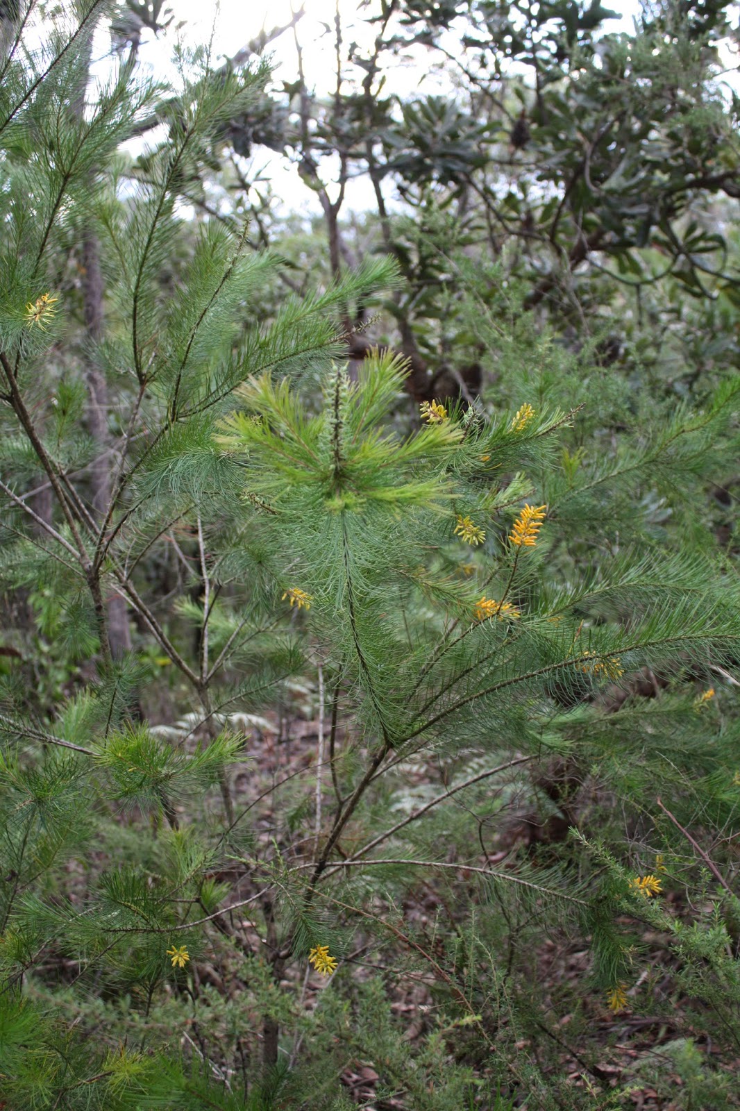 What's happening in the Dharawal National Park? | Growing Illawarra Natives