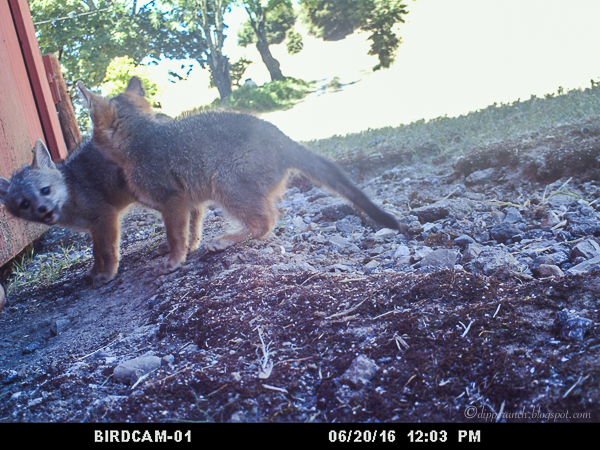 Dipper Ranch: Fox Pups in the Barn