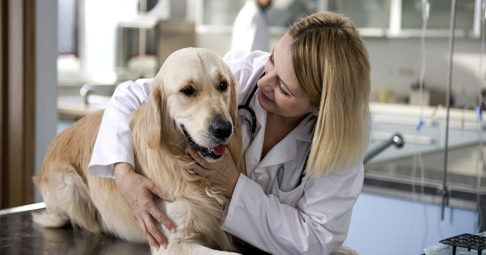 TIPS PARA MASCOTAS: ¿Qué hago si mi perro tiene un absceso? CLÍNICA ...