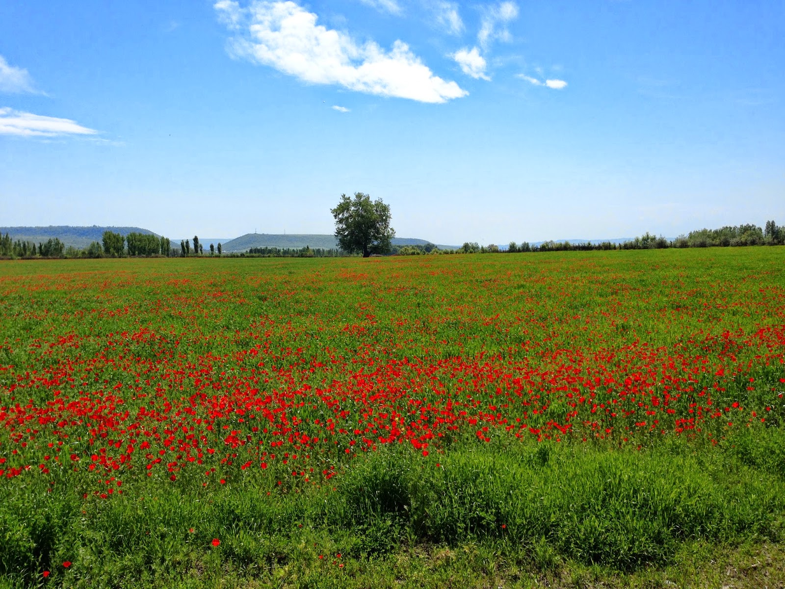 Sheki, Azerbaijan: Spring that says "catch me if you can"...