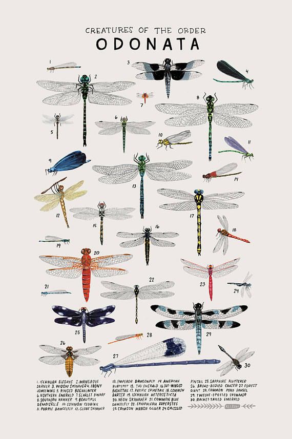 Las libélulas: las danzarinas del aire.