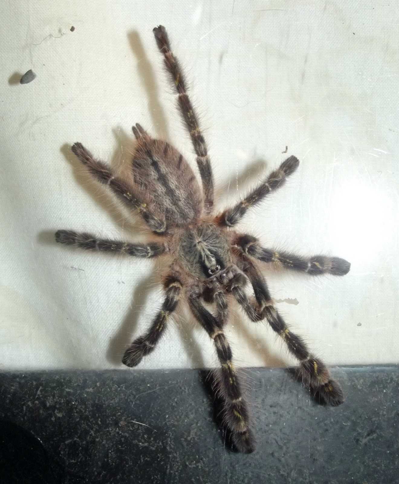Tarantula Species : Poecilotheria rufilata