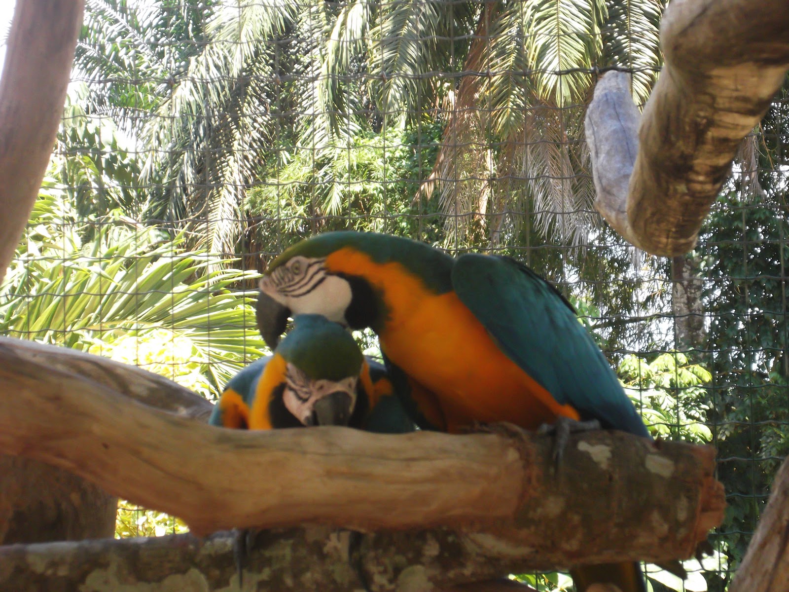 Jildert en Eva's fotopagina voor Suriname: Paramaribo Zoo