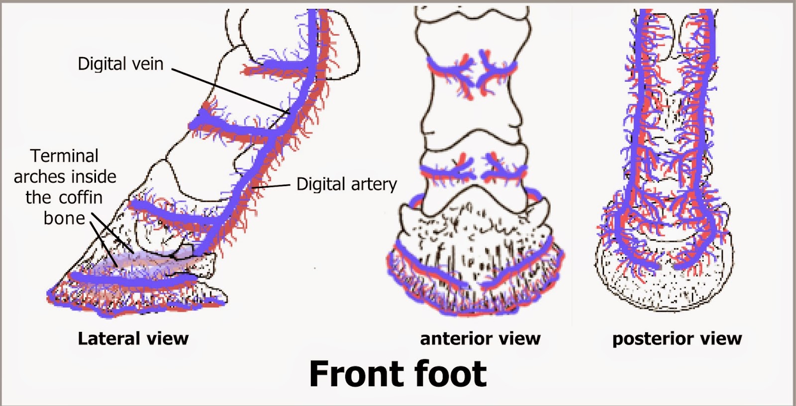 Musings at Minkiewicz Studios LLC: Steppin' Out: Hooves From An ...