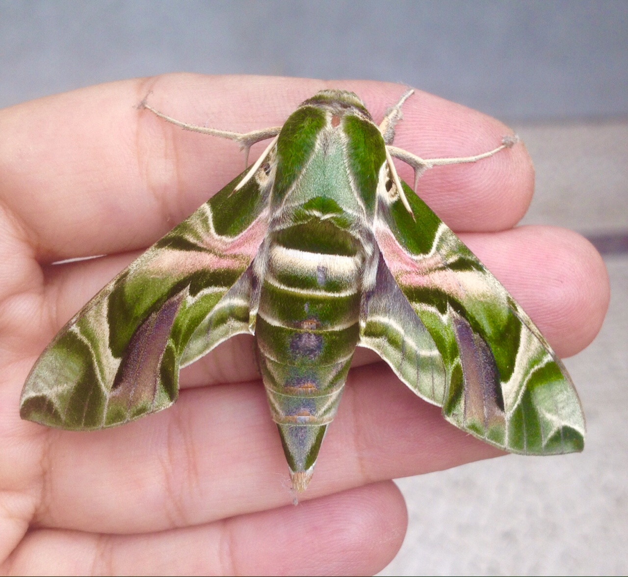 From Ballet to Balle Balle. : Oleander Hawk Moth
