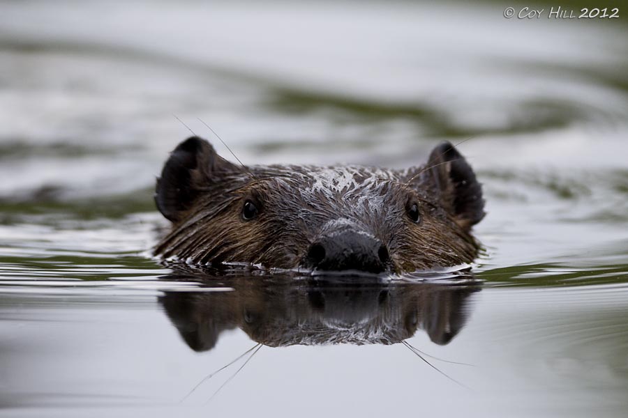 Country Captures: Beaver: up Close