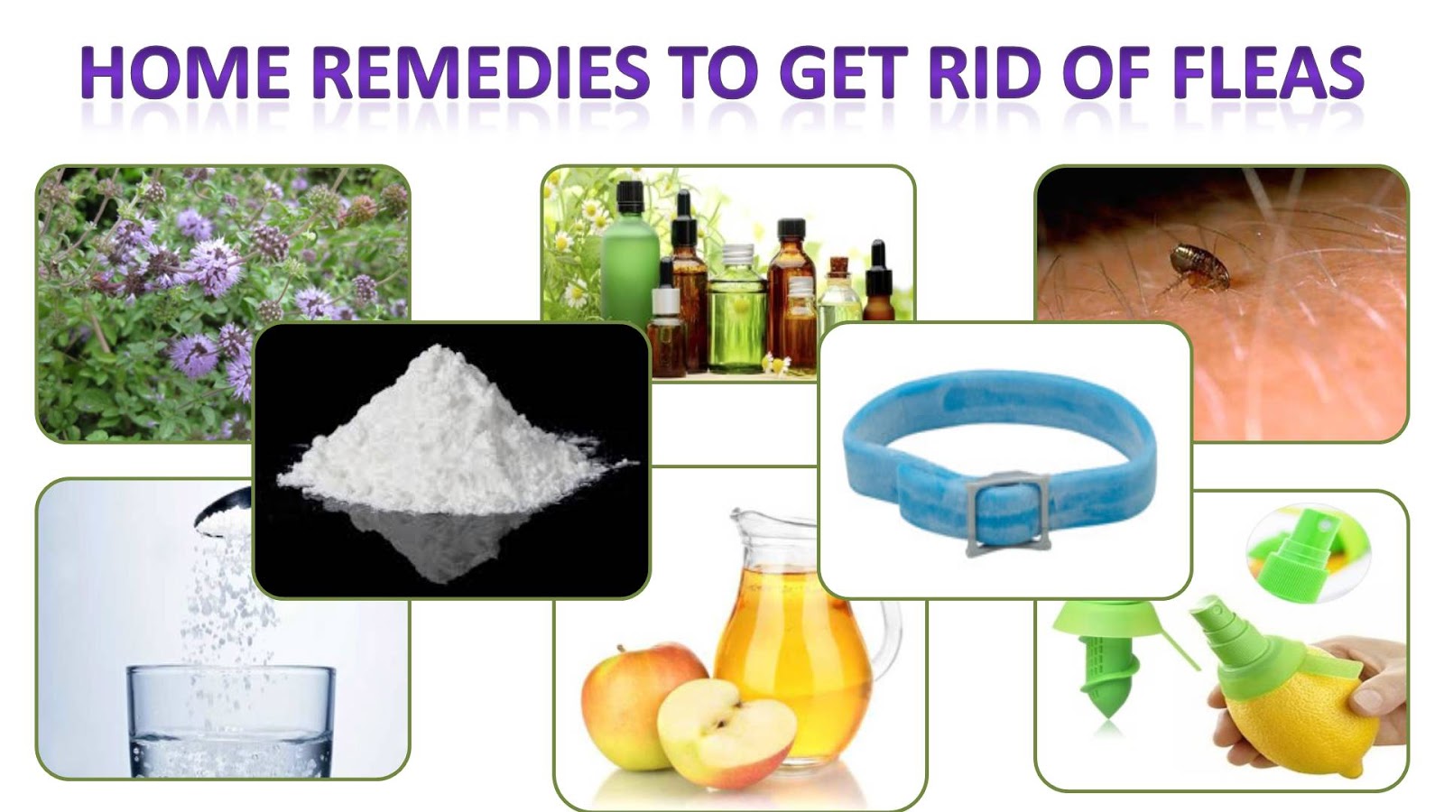 Home remedies for getting rid of flea | TheGoodPoint - The Good Point