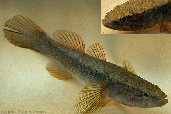 Eleotris fusca - Brown gudgeon - Puwakbadilla | FRESHWATER FISHES OF ...