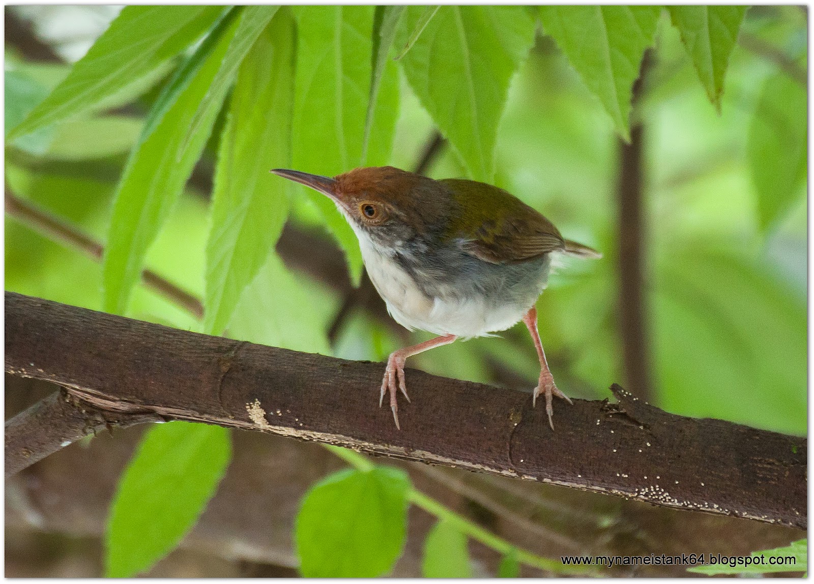 Birds of Malaysia @ mynameistank64: The Tailor Bird ...