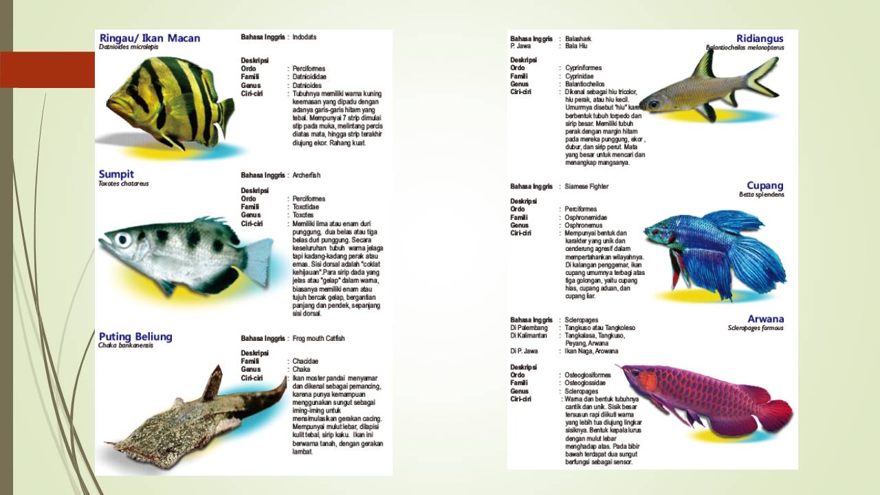 KOMUNITAS PENYULUH PERIKANAN: Klasifikasi dan Diskripsi Jenis Ikan Budidaya