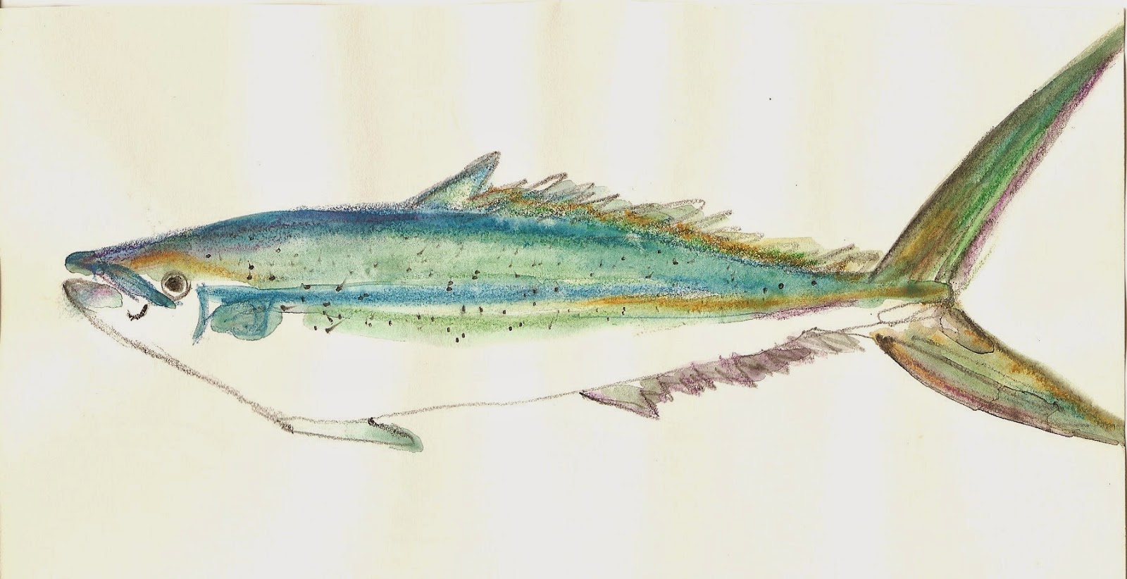 Journeys: Rainbow Runner, Moon Fish From the Gulf of Mexico