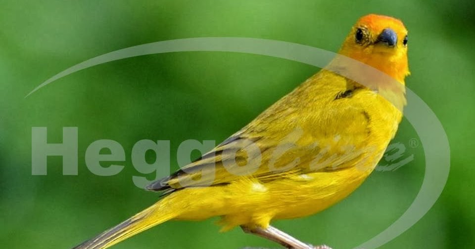 lineaveterinaria.mx: Ocell, alimento para aves de ornato.