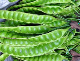 INFO KHASIAT DAN KEBAIKAN BUAH PETAI | AKU ANAK PAHANG