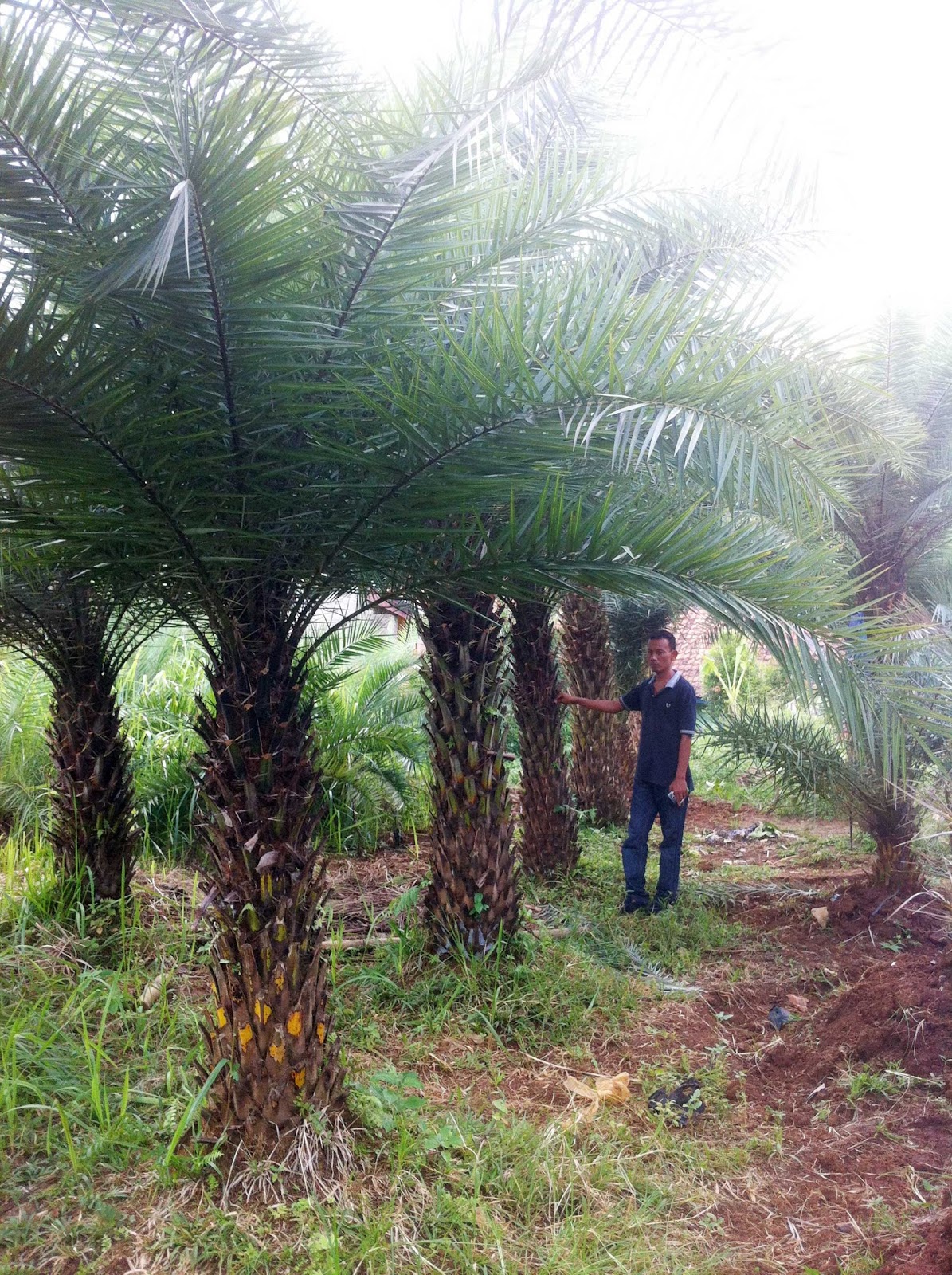 Pohon Palem Robusta | Palem Kenari | Jual Palem Kenari | TamanOnline