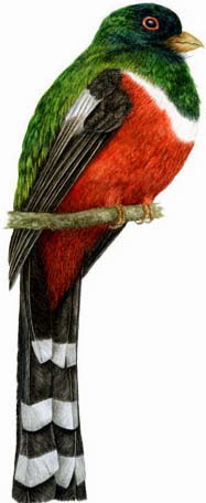 Colima: Pajaro Bandera