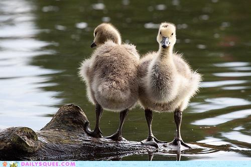 photo trick: beautiful back to back animals pictures