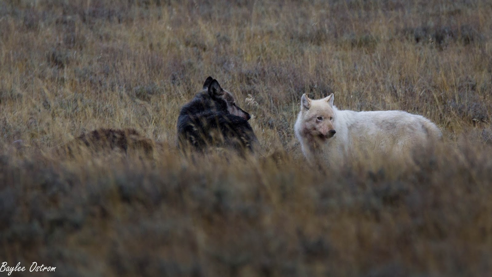 Nature Photography: Wolves of Yellowstone