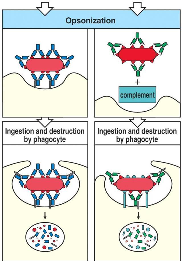 My Immunology Blog :)