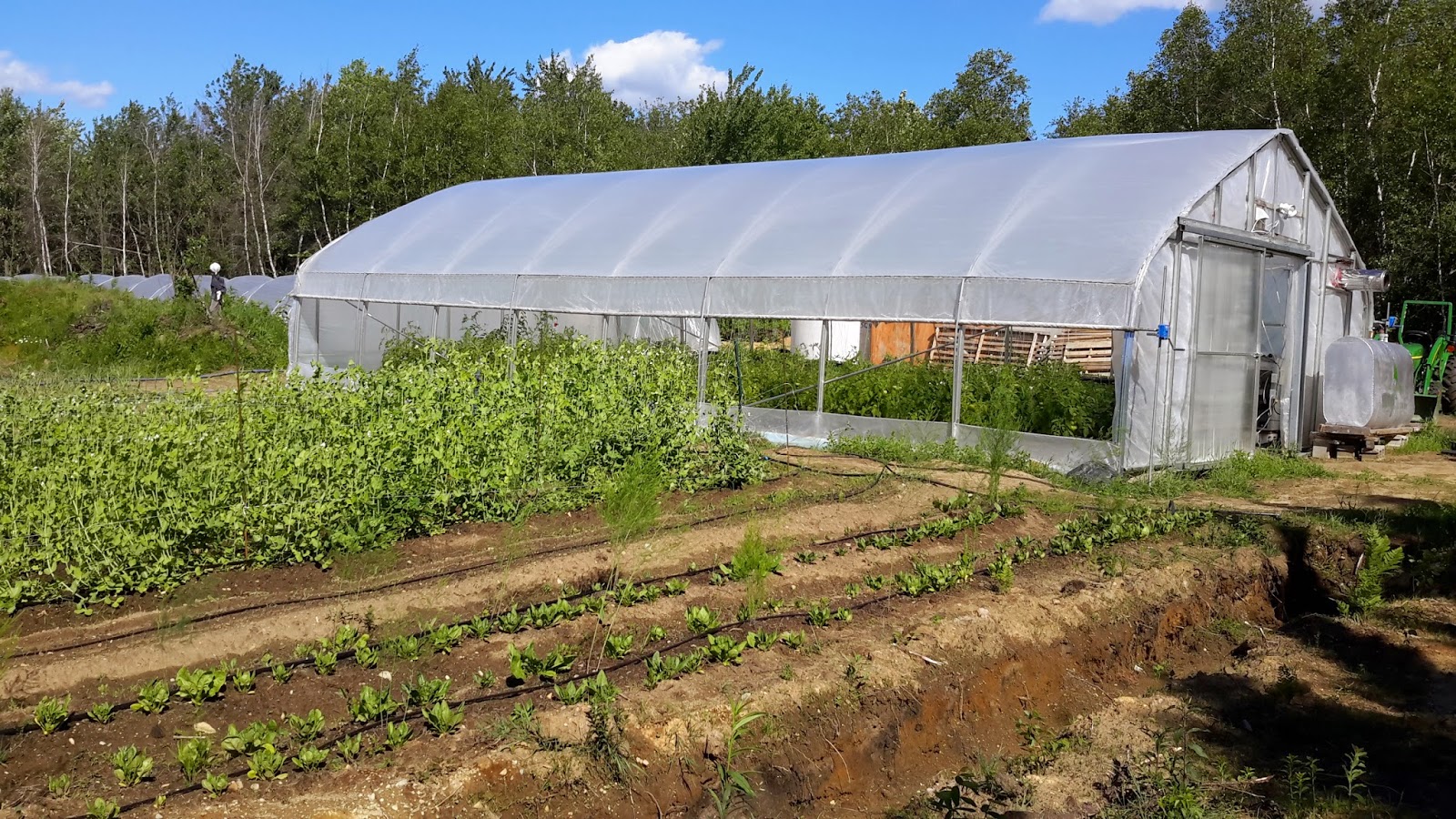 Ferme maraîchère production santé: Production en serre