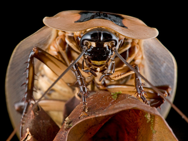 Foto makhluk purba untuk masa mendatang ~ Banyak yang unik..???