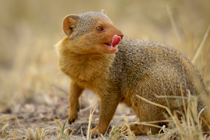 Mongoose - True Wildlife Creatures
