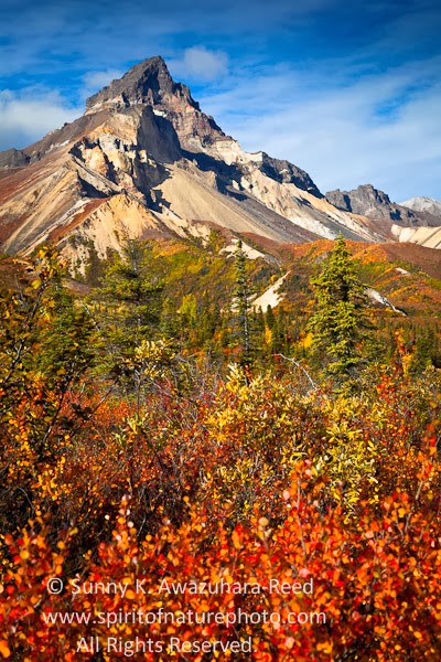 Sunny in Wilderness: Fall Colors in Wrangell - St. Elias National Park ...