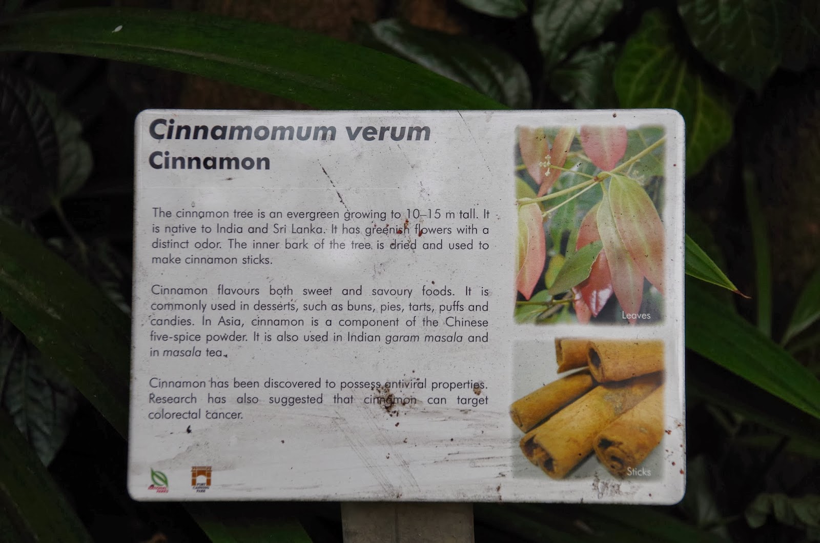 Trees and Plants: Cinnamon Tree