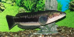 pet fish: African Snakehead fish is beautiful